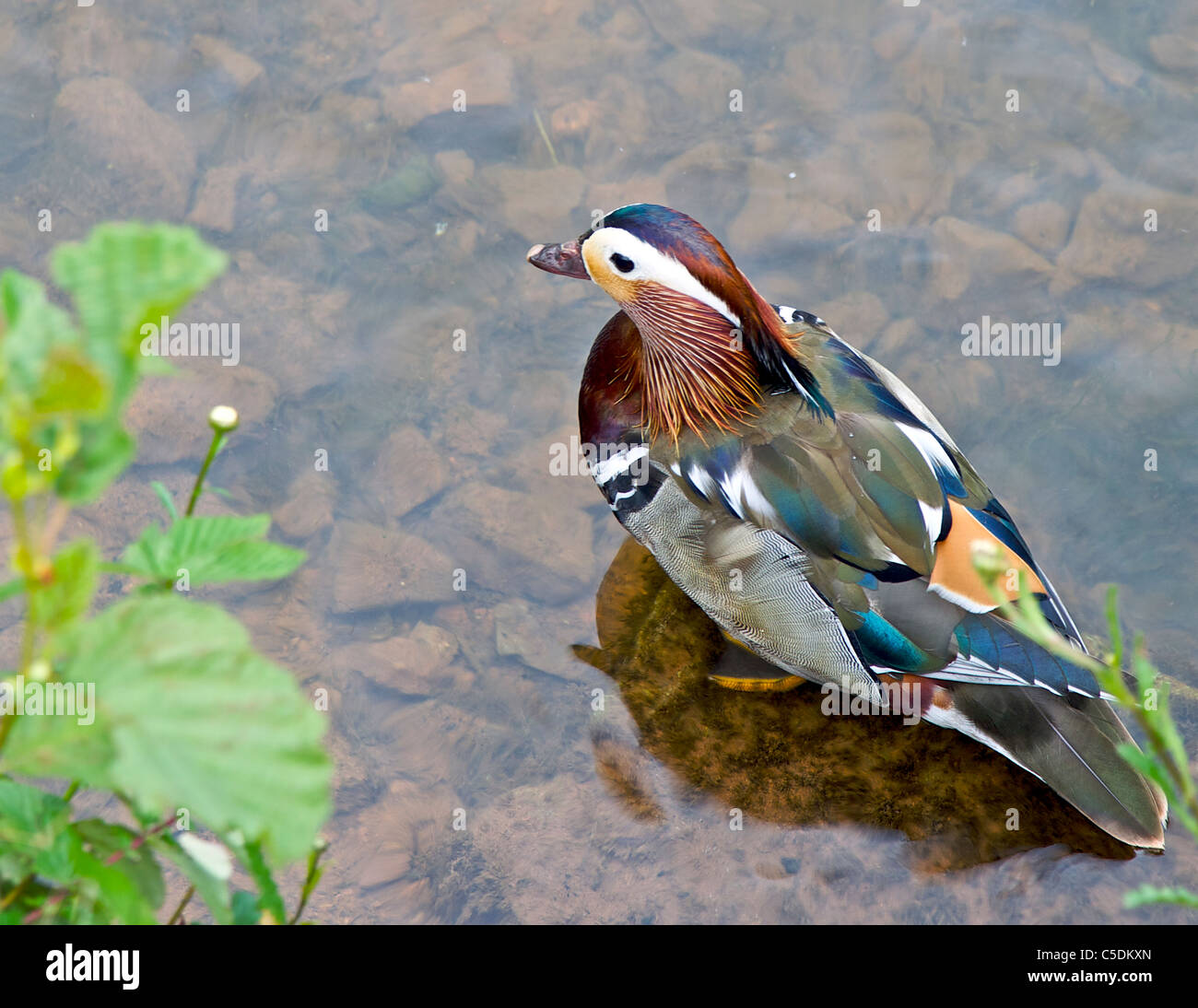 Ornamental wildfowl hi-res stock photography and images - Alamy