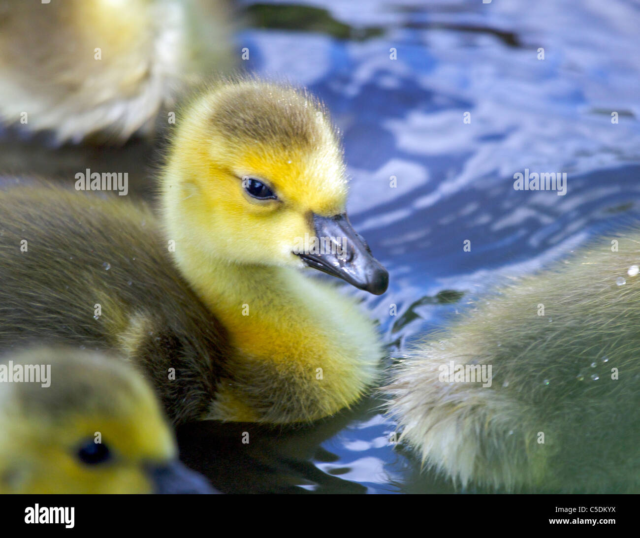 Canada goose chick Stock Photo - Alamy