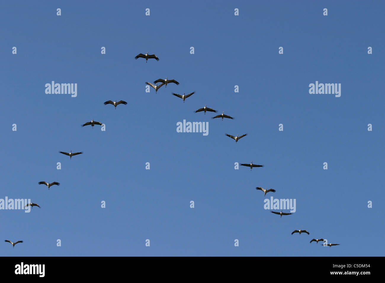 Flying birds formation hi-res stock photography and images - Alamy