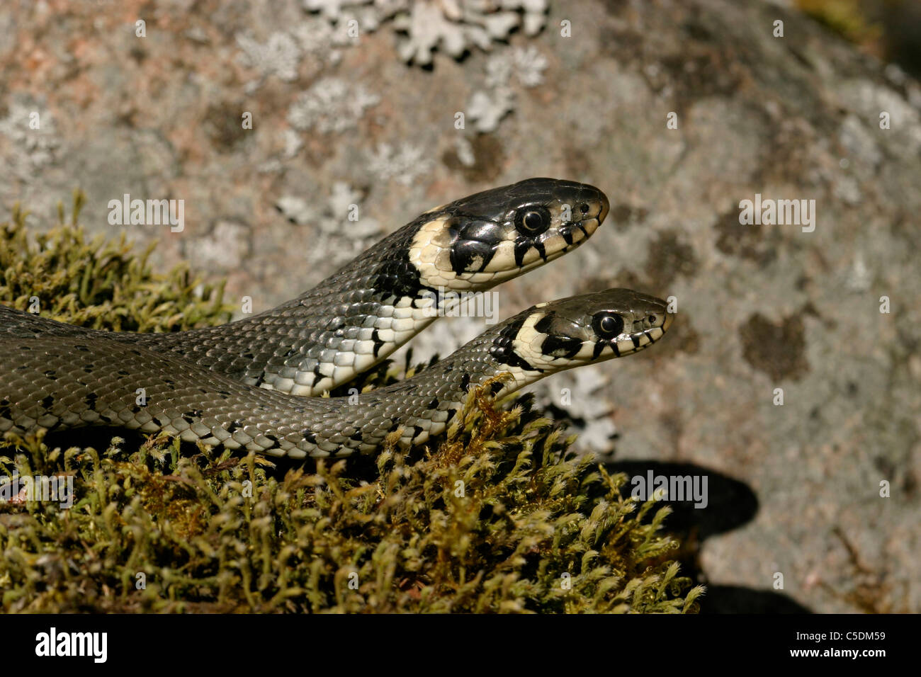 Snakes up close hi-res stock photography and images - Alamy