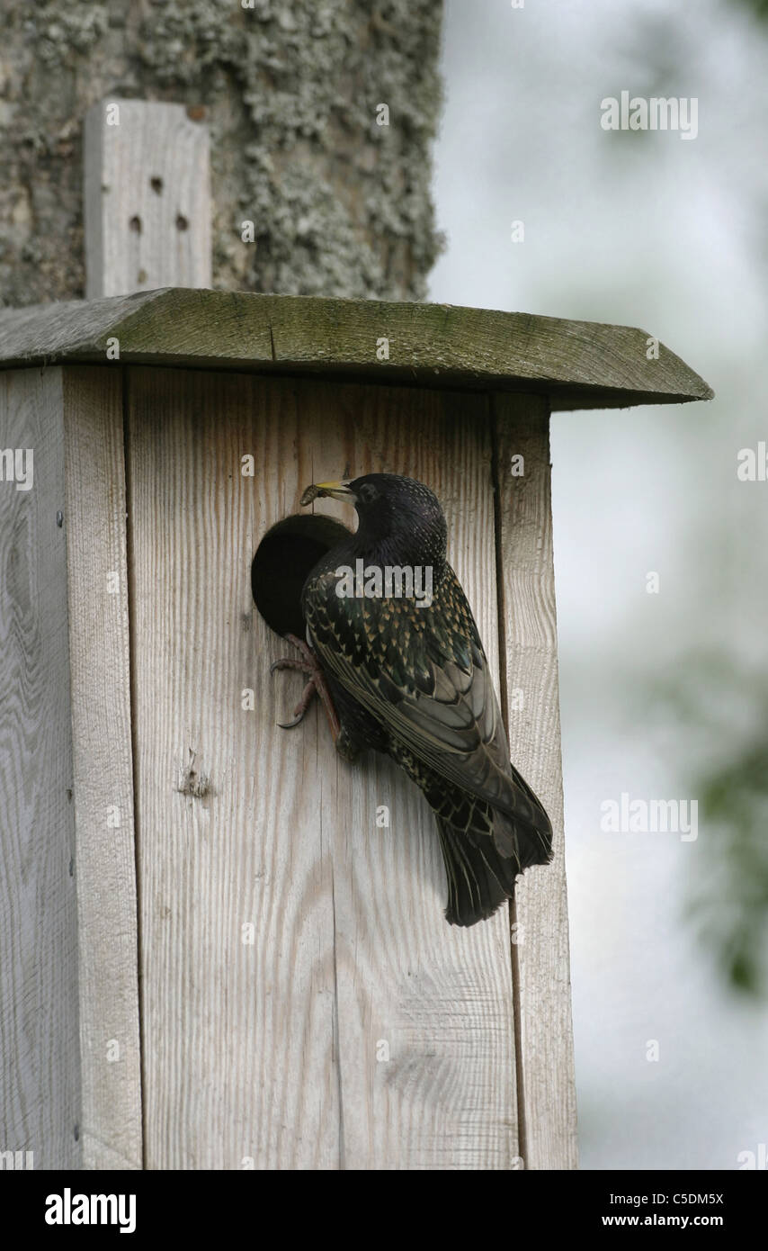 Close-up of starling with nesting box against blurred background Stock ...