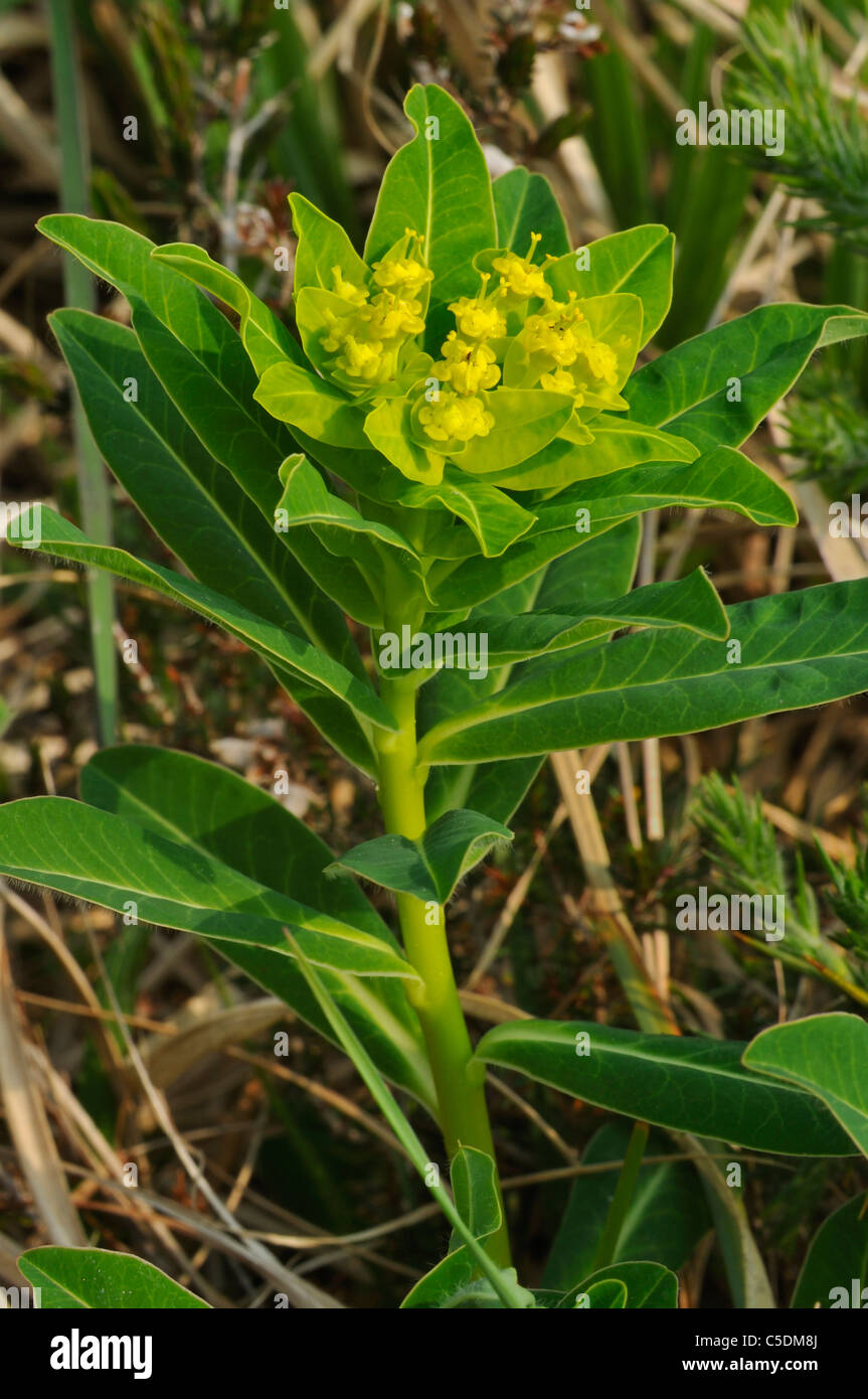 Irish Spurge - Euphorbia hyberna Stock Photo - Alamy