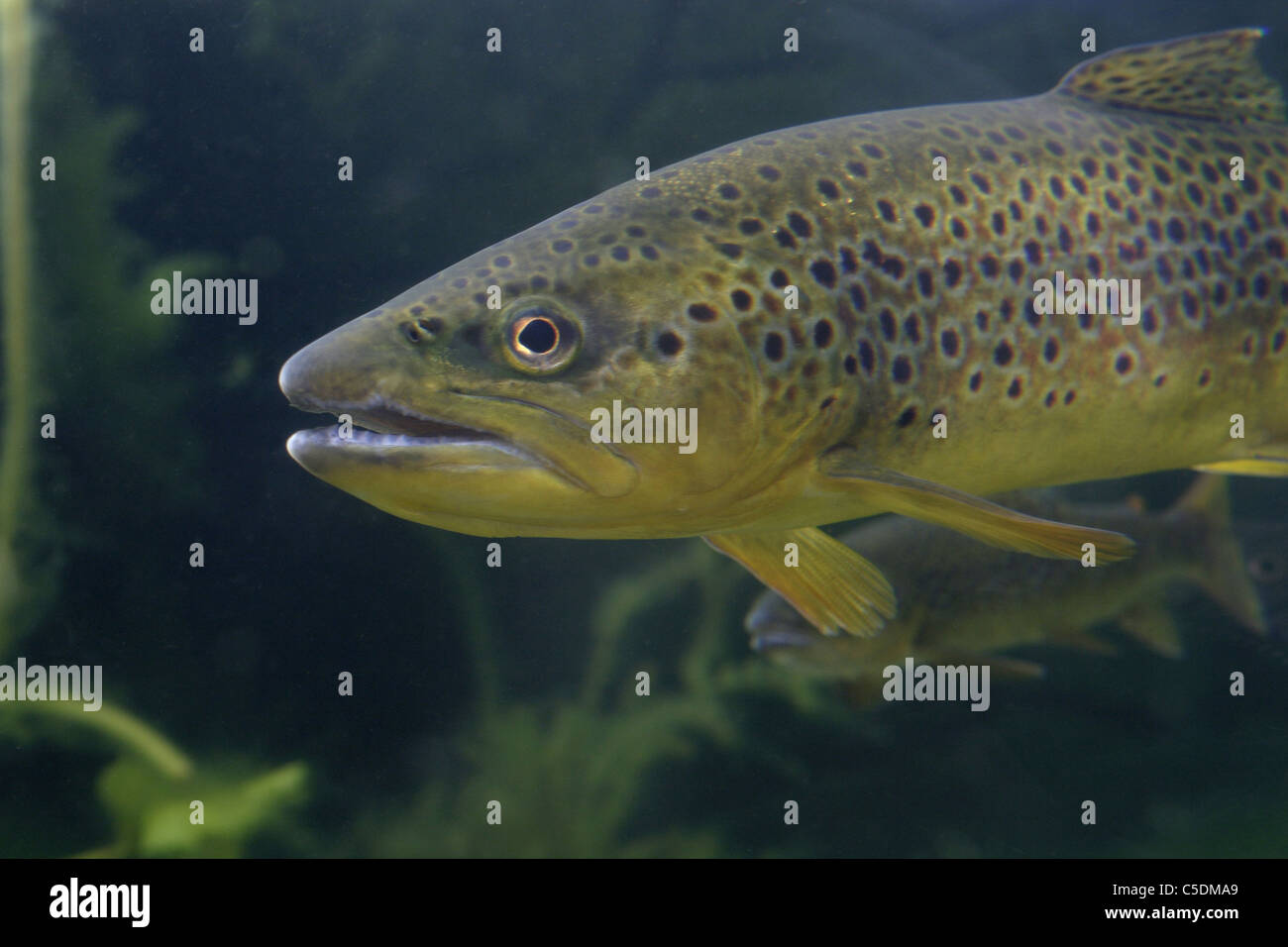 Close up side view salmon trout hi-res stock photography and images - Alamy