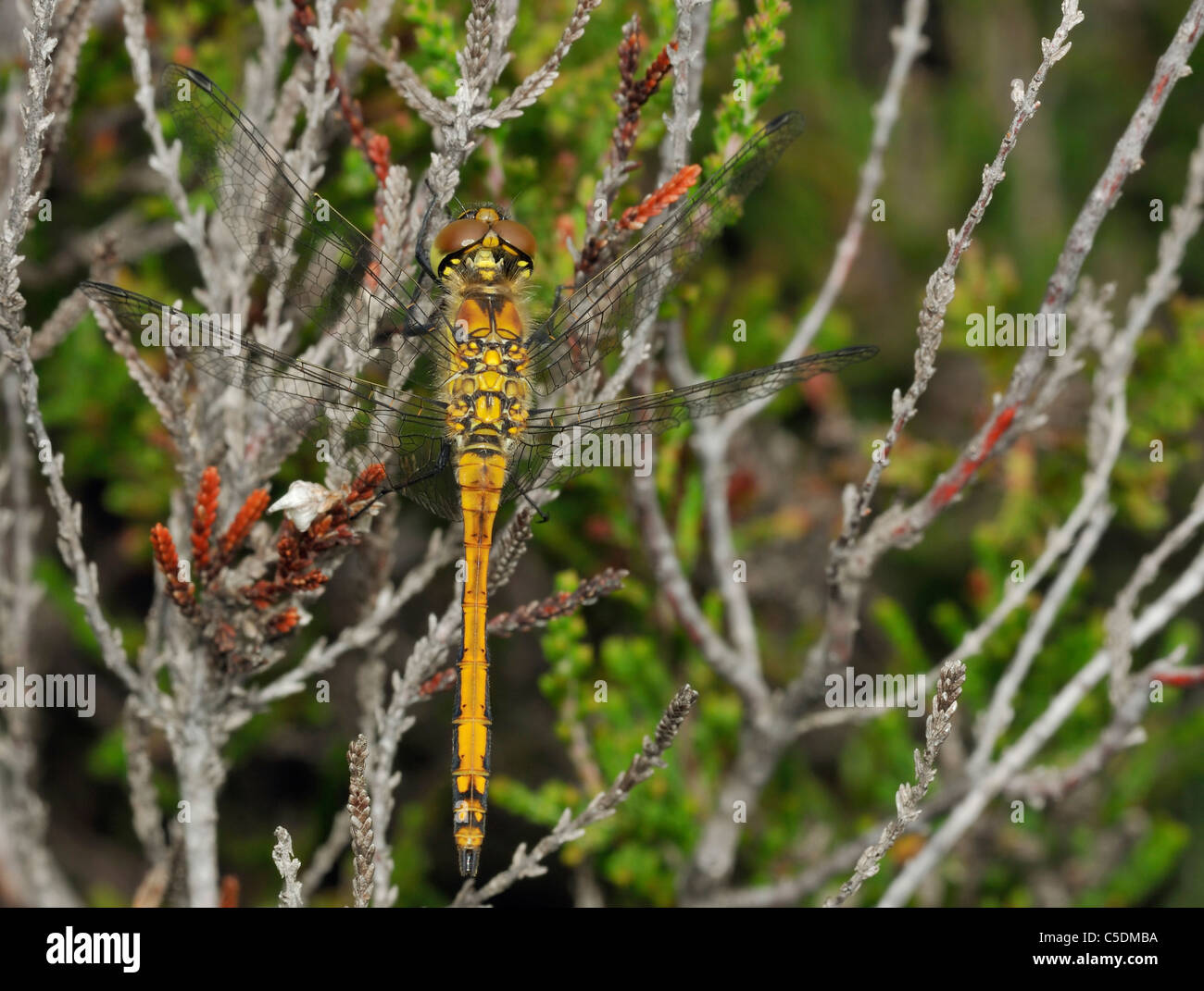 Black Darter Dragonfly - Sympetrum danae Teneral male Stock Photo - Alamy