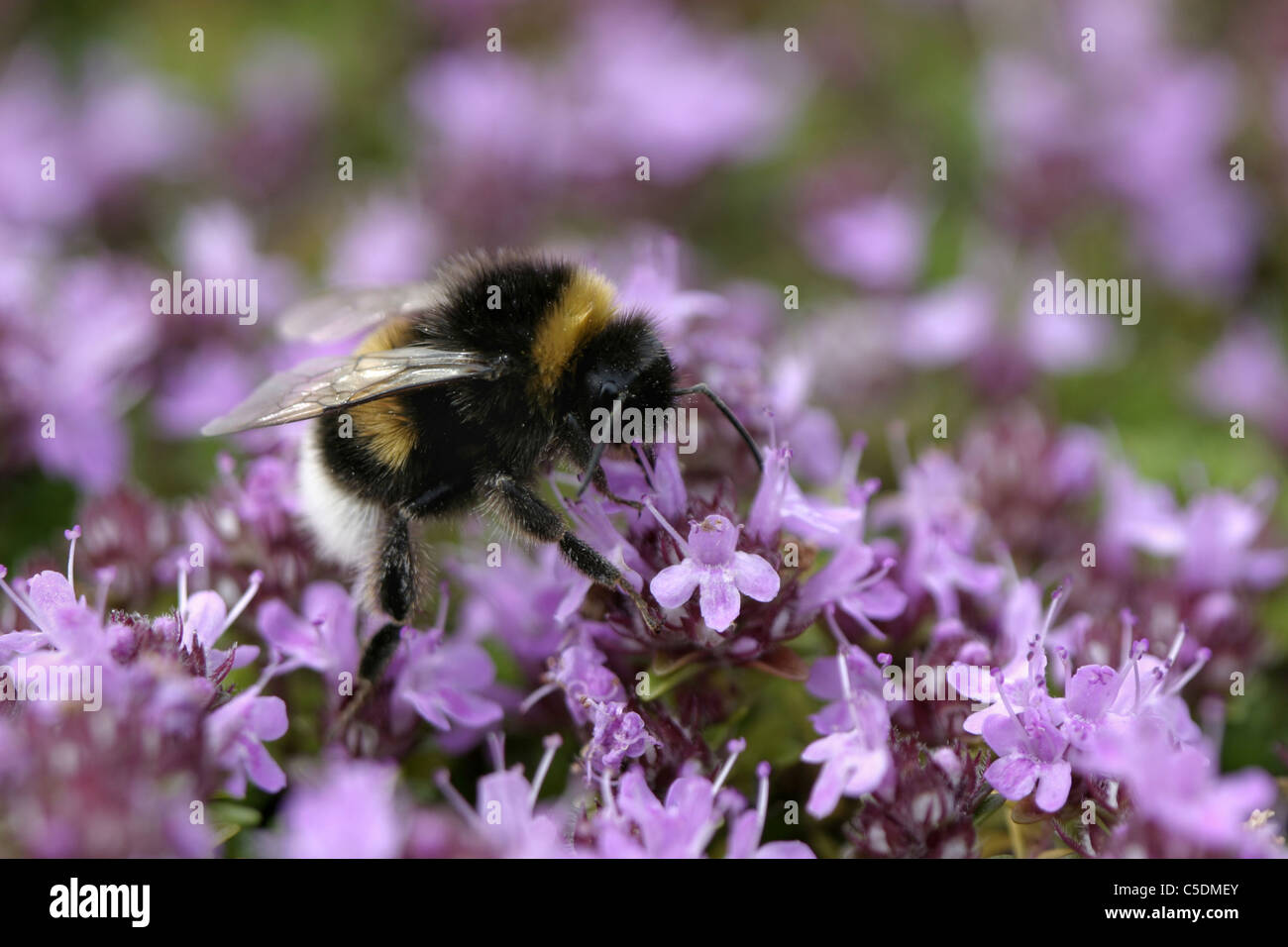 Bumblebee close close up hi-res stock photography and images - Alamy