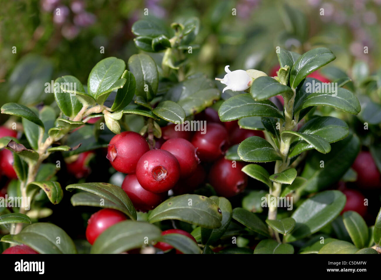 Lingonberries leaves hi-res stock photography and images - Alamy