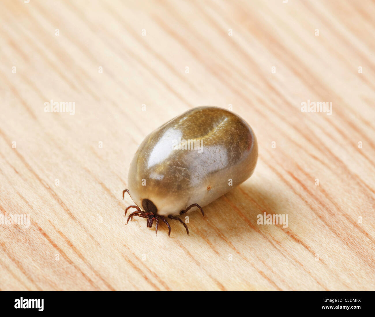 Wood tick hi-res stock photography and images - Alamy