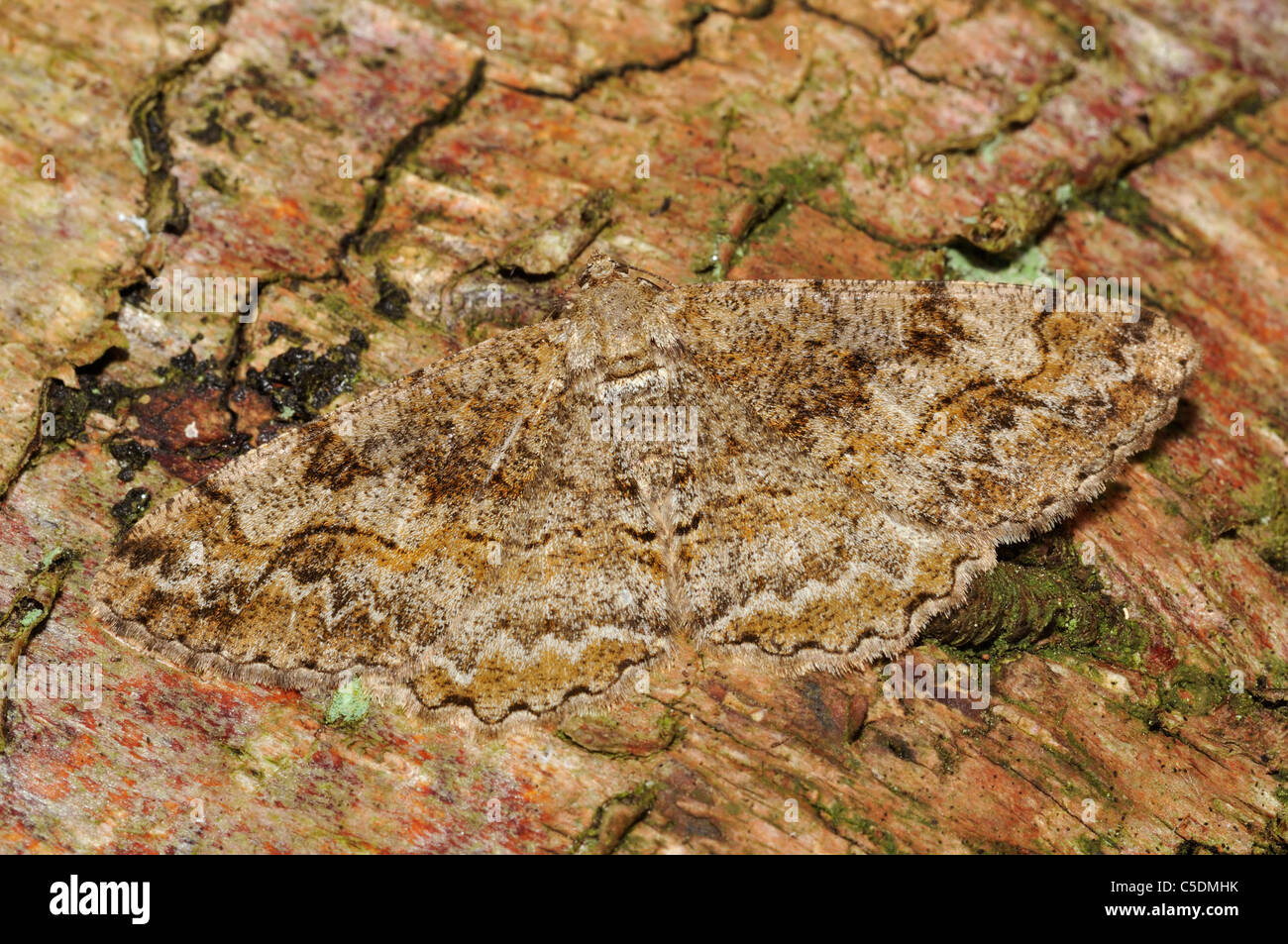 Mottled Beauty Moth - Alcis repandata repandata Camouflaged on tre bark ...