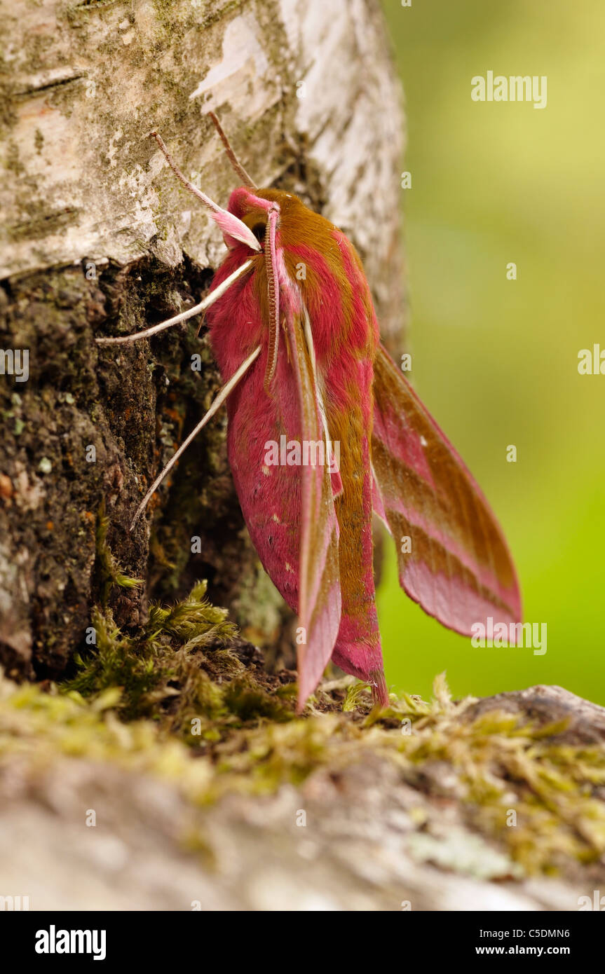 Elephant Hawk Moth - Deilephila elpenor Stock Photo - Alamy