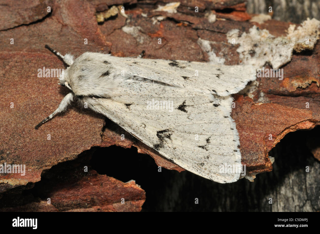 The Miller Moth - Acronicta leporina Stock Photo - Alamy