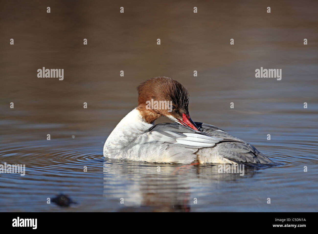 Preen bird hi-res stock photography and images - Alamy