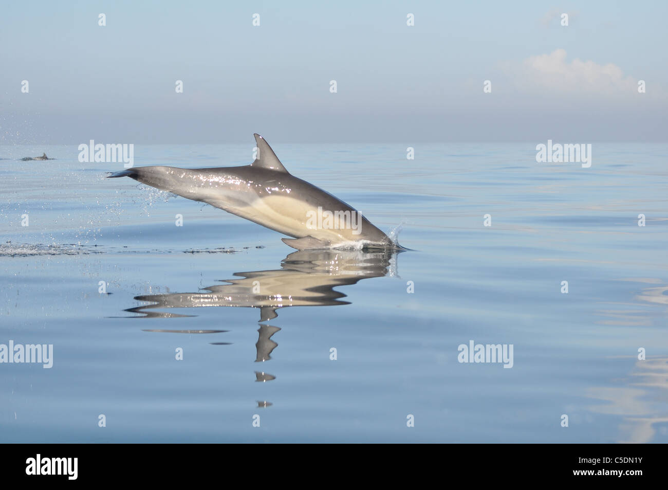 Jumping common dolphin in hi-res stock photography and images - Alamy