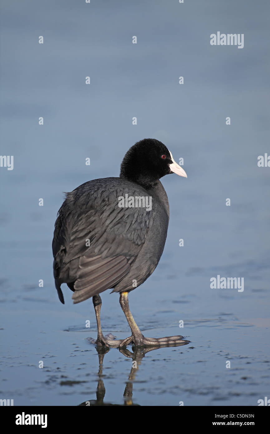 Lobed feet hi-res stock photography and images - Alamy