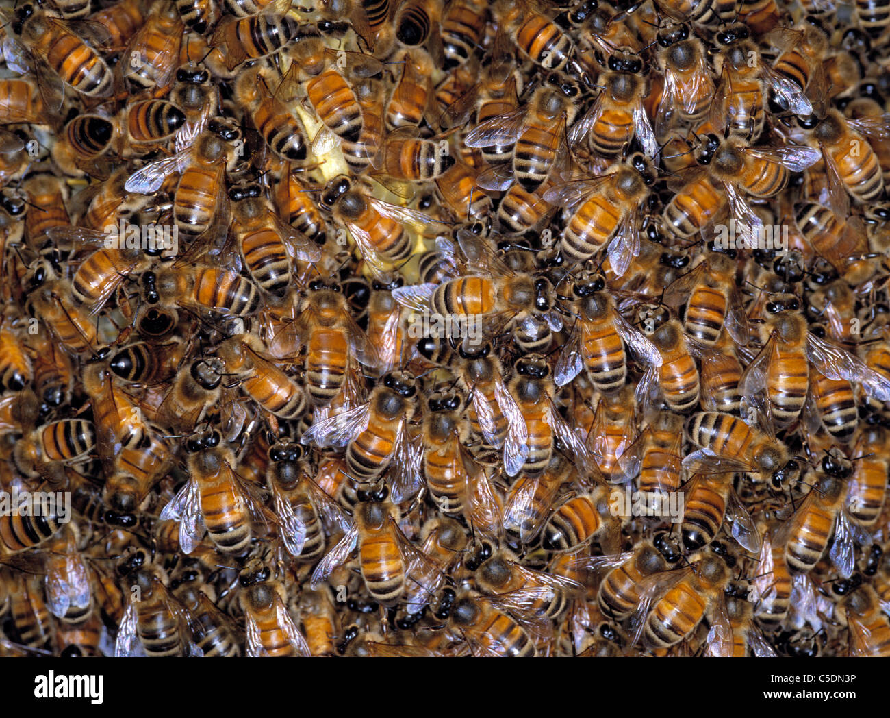 Many bees hi-res stock photography and images - Alamy