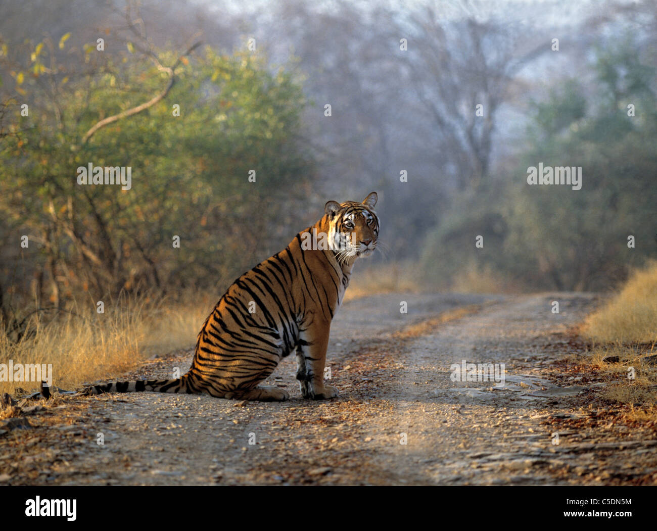 Tiger country hi-res stock photography and images - Alamy