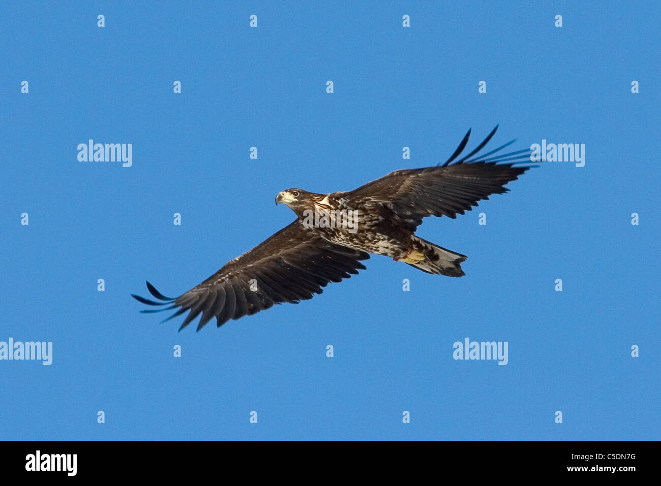 Wings of an angle hi-res stock photography and images - Alamy
