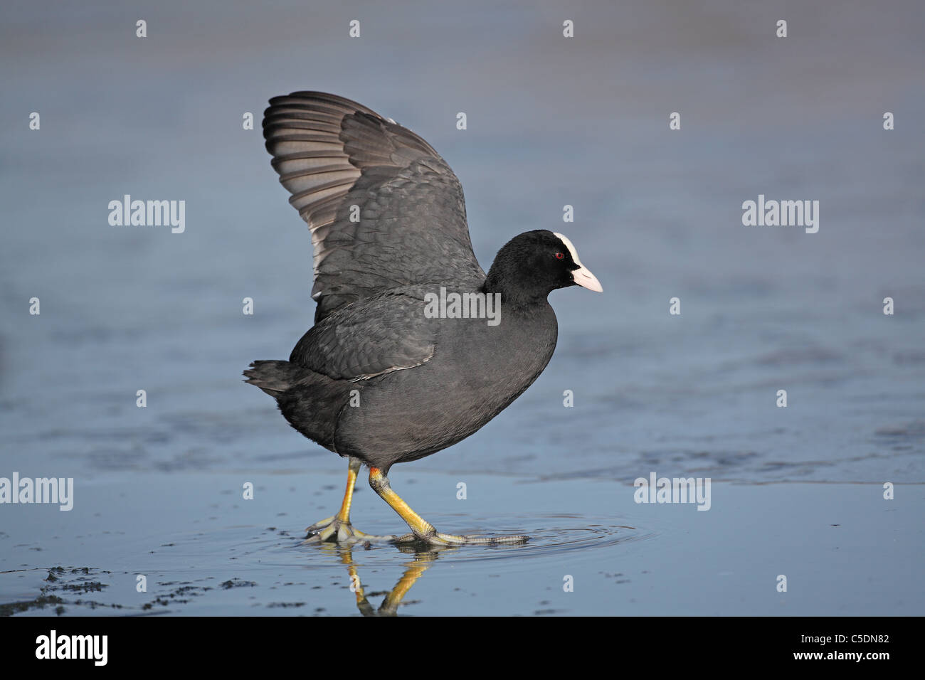 Raised wing coot hi-res stock photography and images - Alamy