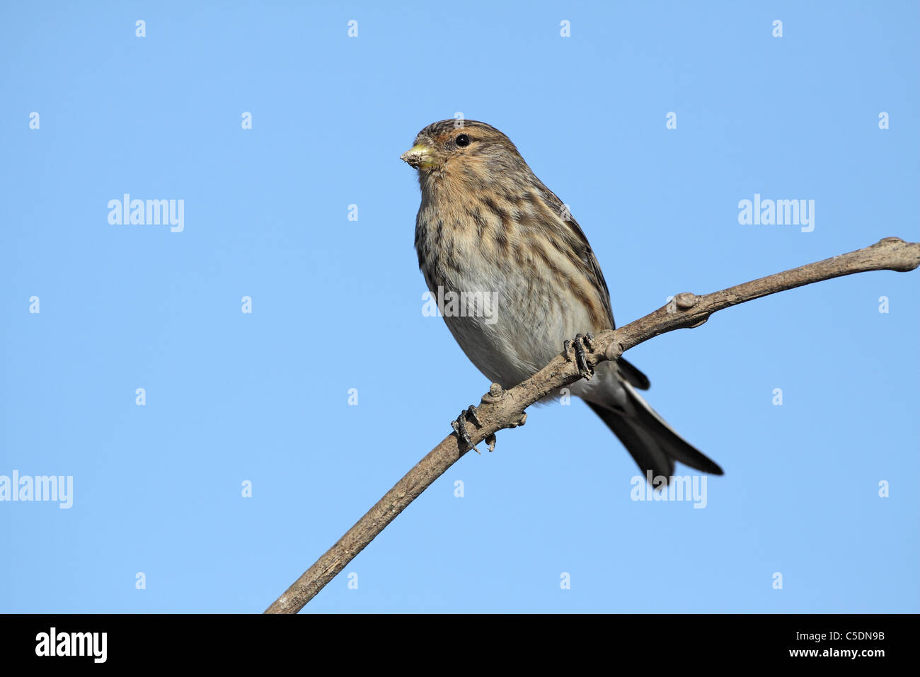 Twite, Acanthis flavirostris on a stick perch in winter Stock Photo - Alamy