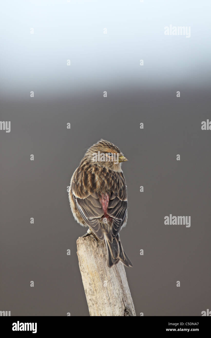 Twite, Acanthis, flavirostris, showing pink rump on Angus coast Stock ...