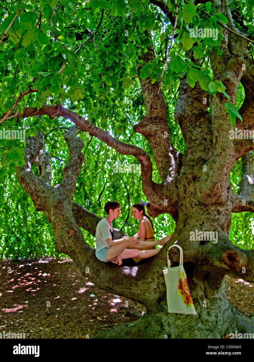 Two women sit in the branches of a Weeping Beech tree (Fagus sylvatica ...