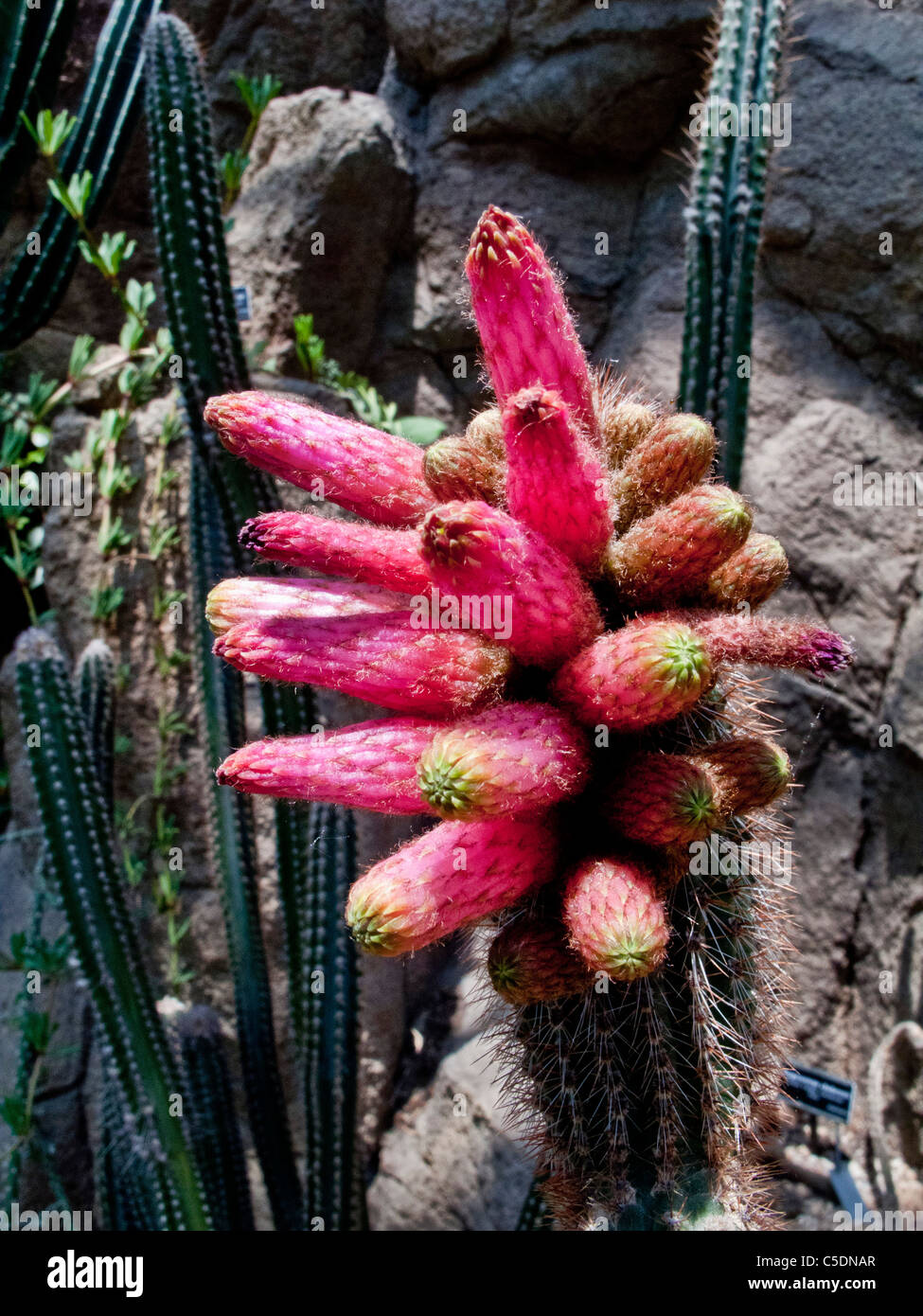 The bright red flowers of the Cleistocactus Parapetiensis cactus are on ...