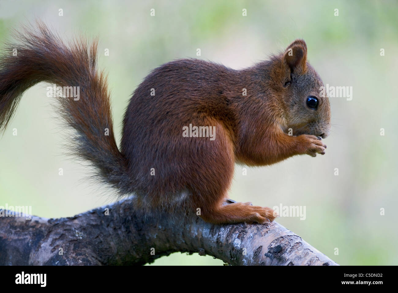Look a squirrel hi-res stock photography and images - Alamy
