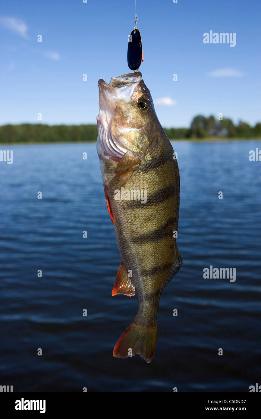 Perch fish hook mouth hi-res stock photography and images - Alamy