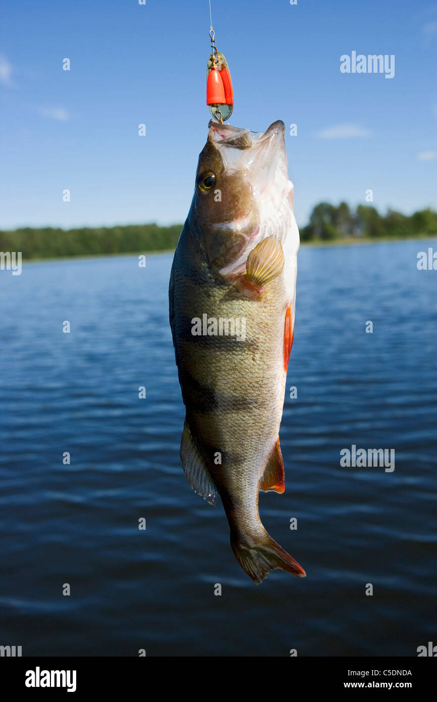 Fishing fish hook hi-res stock photography and images - Alamy