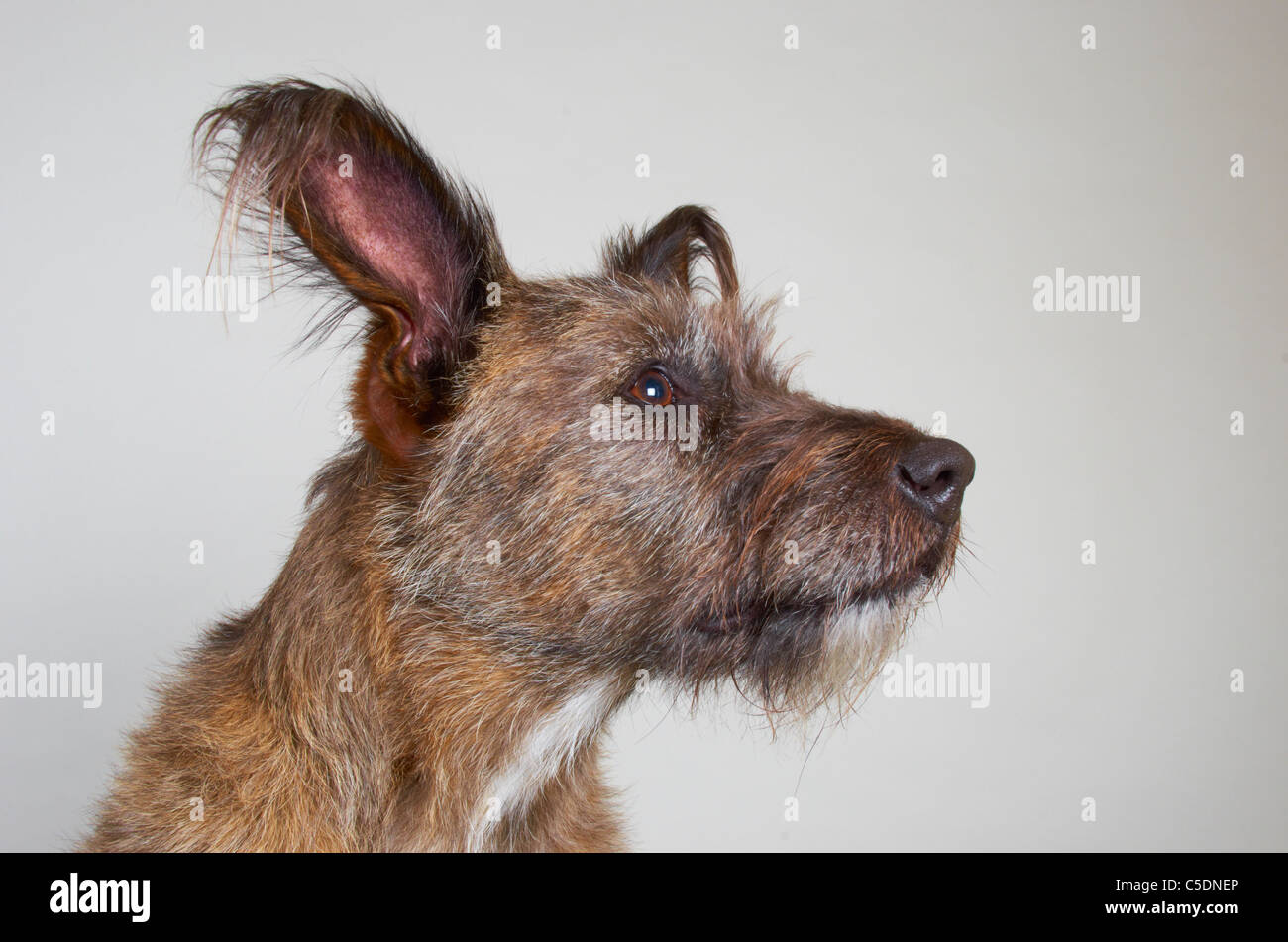 Long eared dog hi-res stock photography and images - Alamy