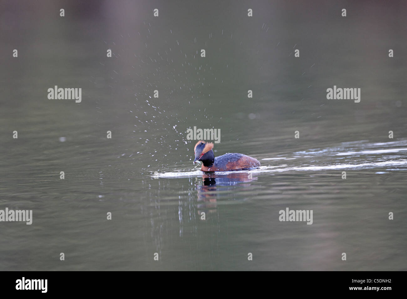 Shaking fish hi-res stock photography and images - Alamy