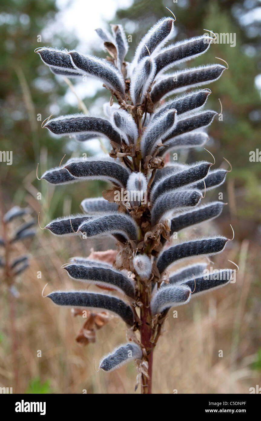 Seed pods lupin hi-res stock photography and images - Alamy