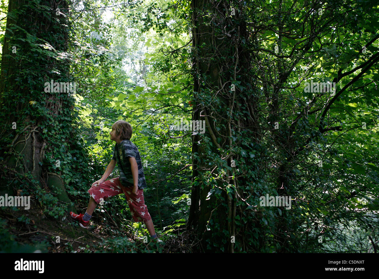 Children playing in the woods. UK Stock Photo - Alamy