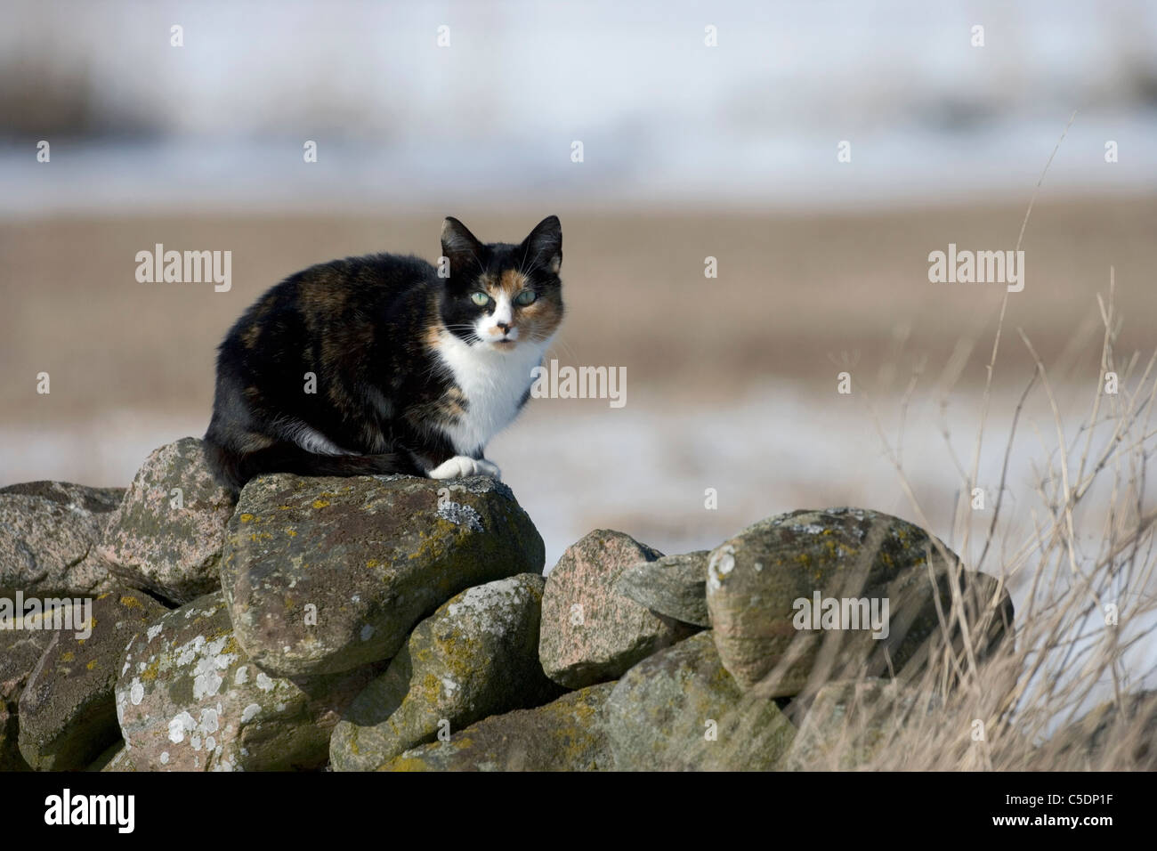 Alert cat hi-res stock photography and images - Alamy