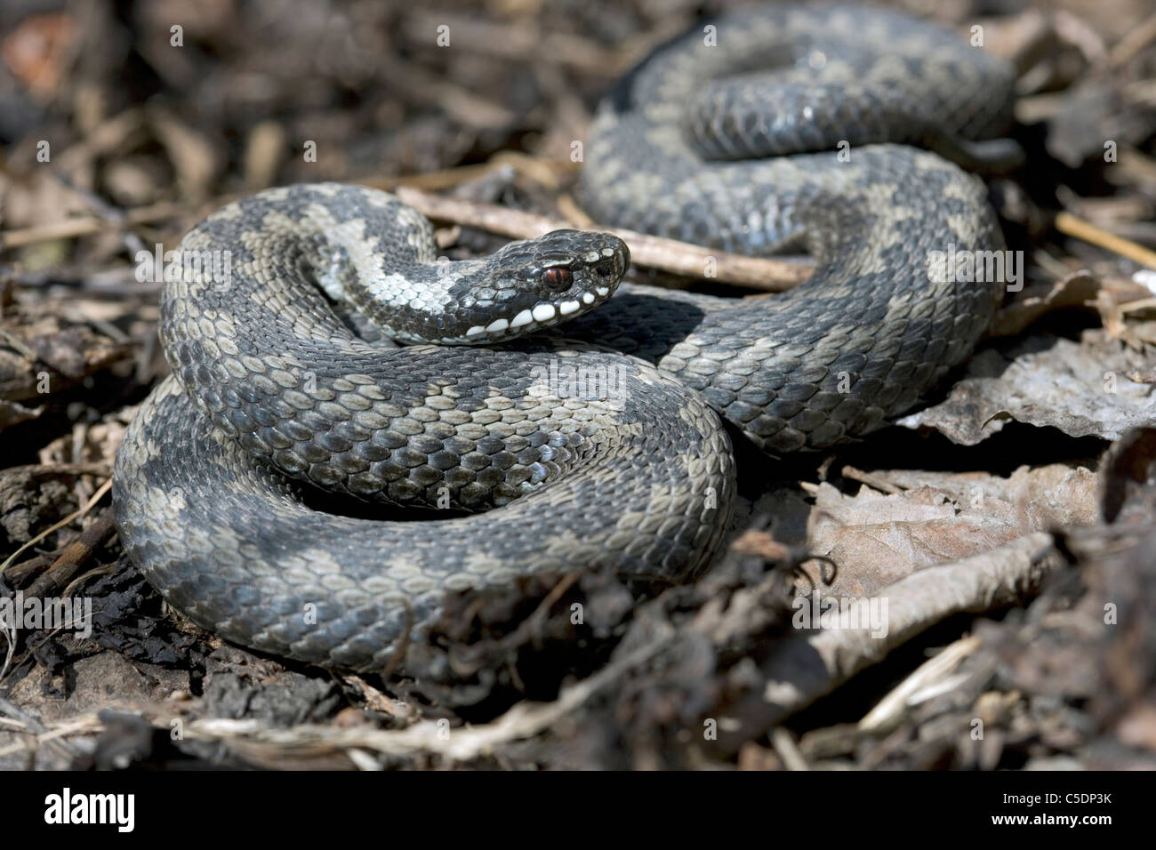 Red Adder High Resolution Stock Photography and Images - Alamy