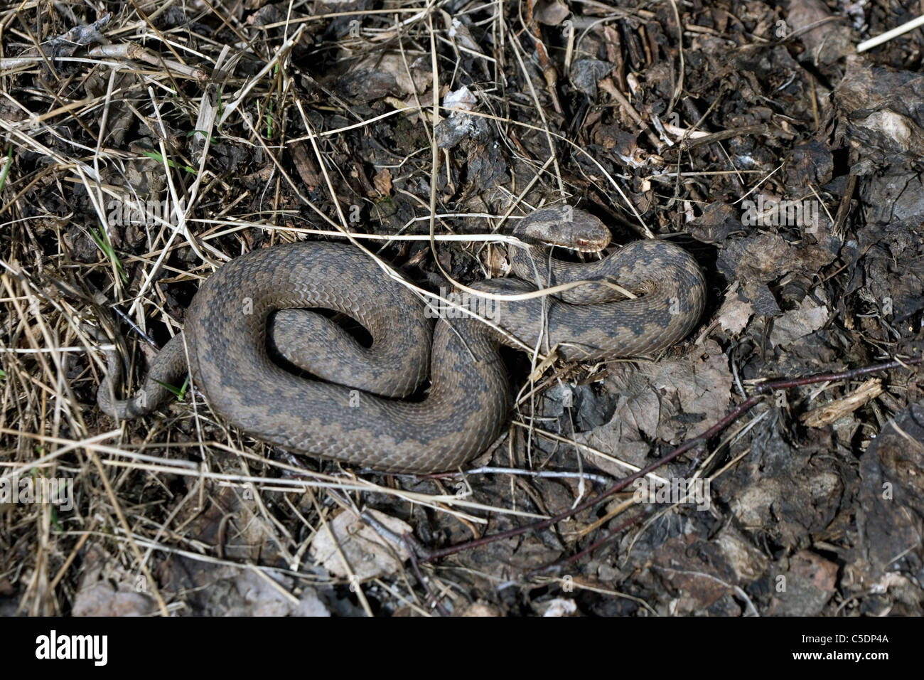 Red Adder High Resolution Stock Photography and Images - Alamy
