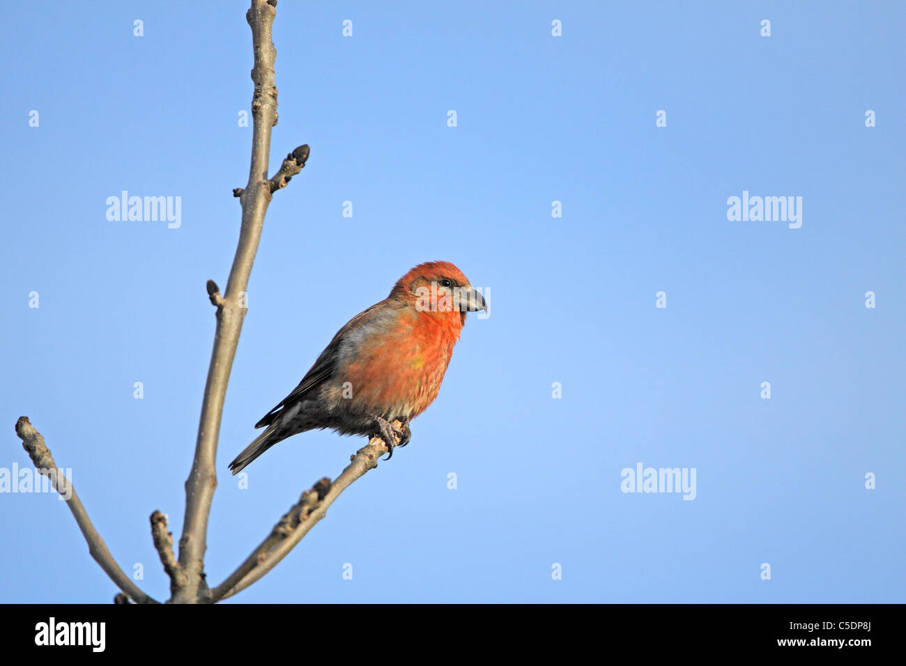 Common crossbill hi-res stock photography and images - Alamy
