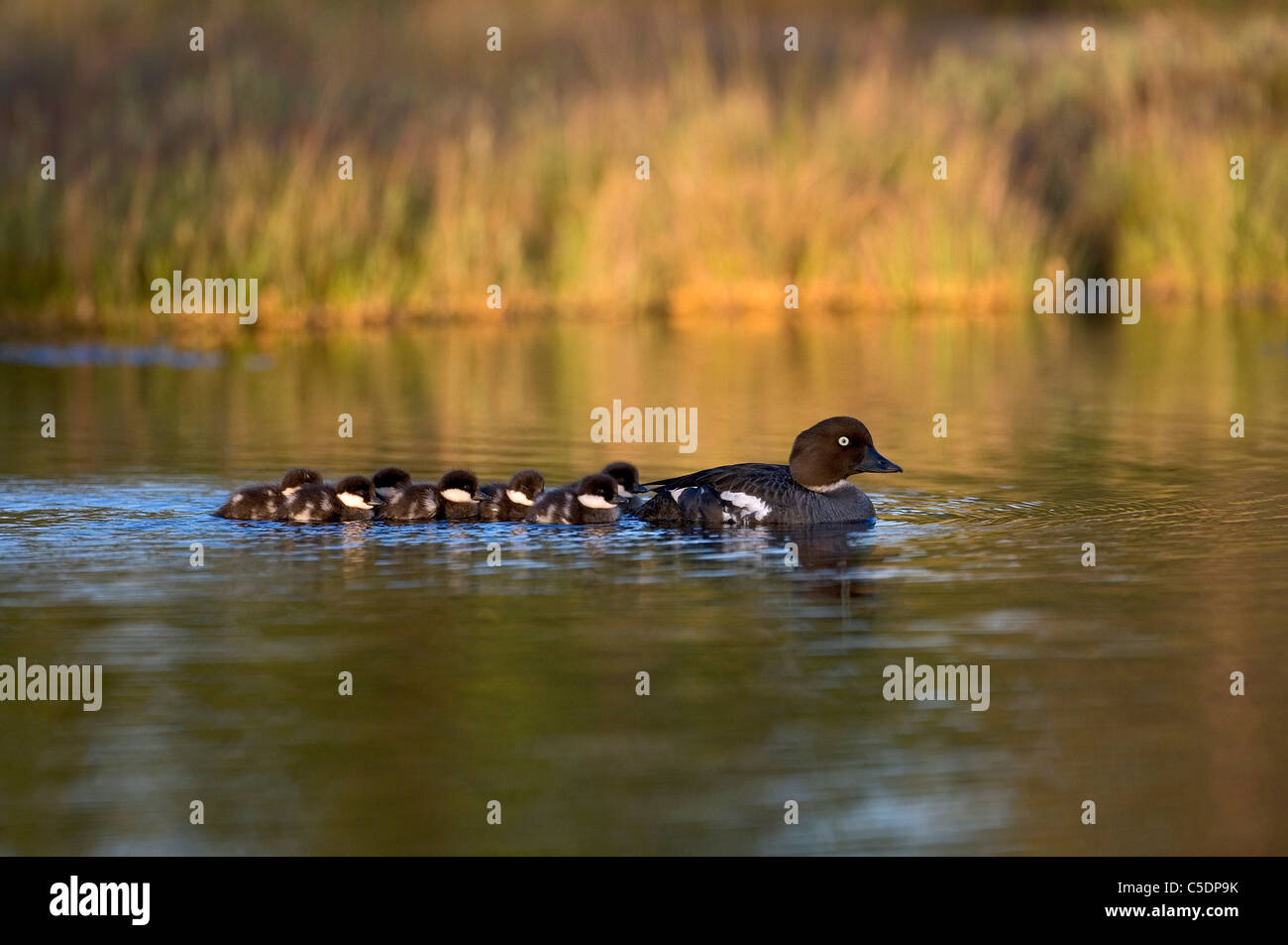 Side view bird hi-res stock photography and images - Alamy