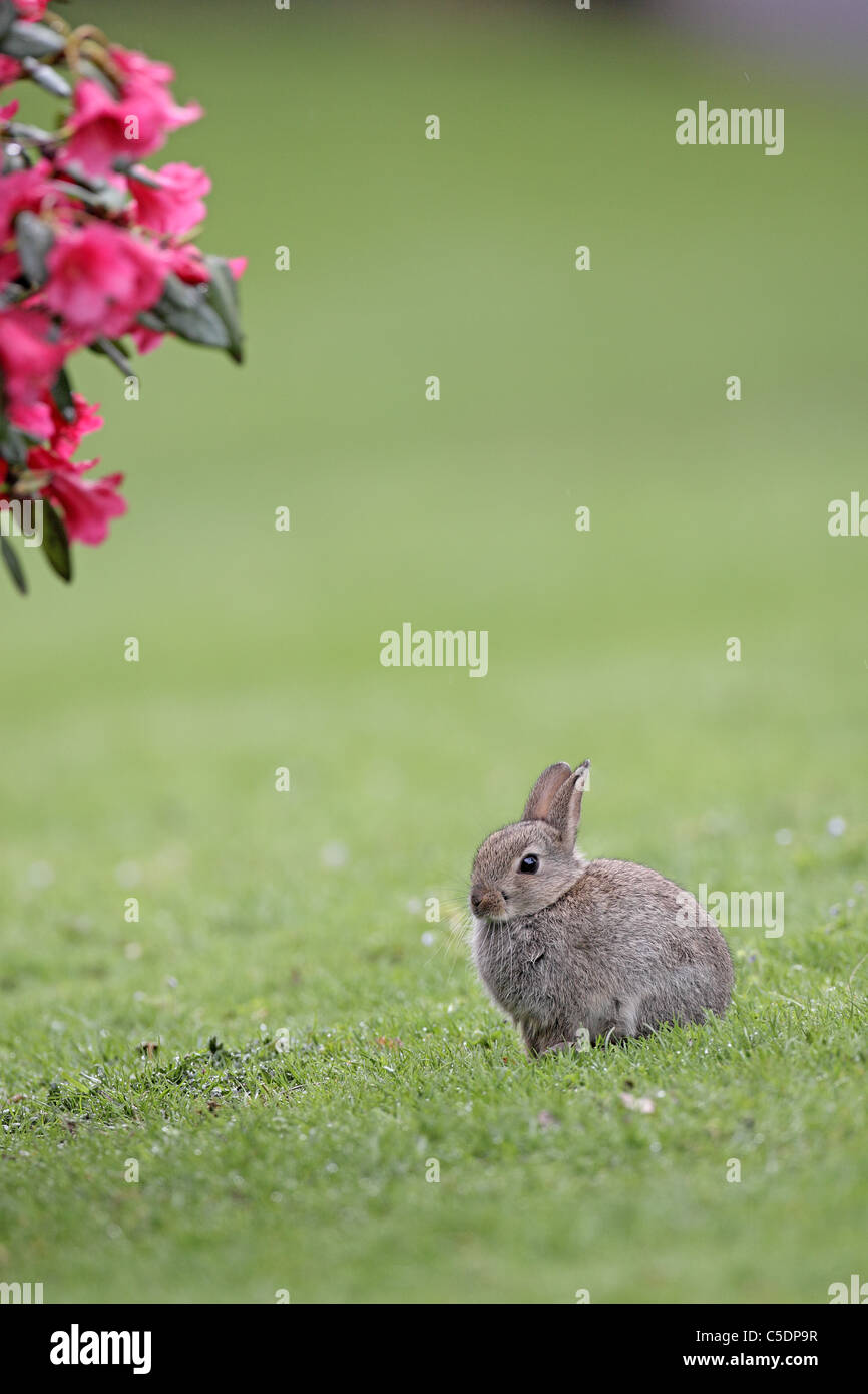European Rabbit, Oryctolagus cuniculus, with rhododendron flower Stock ...