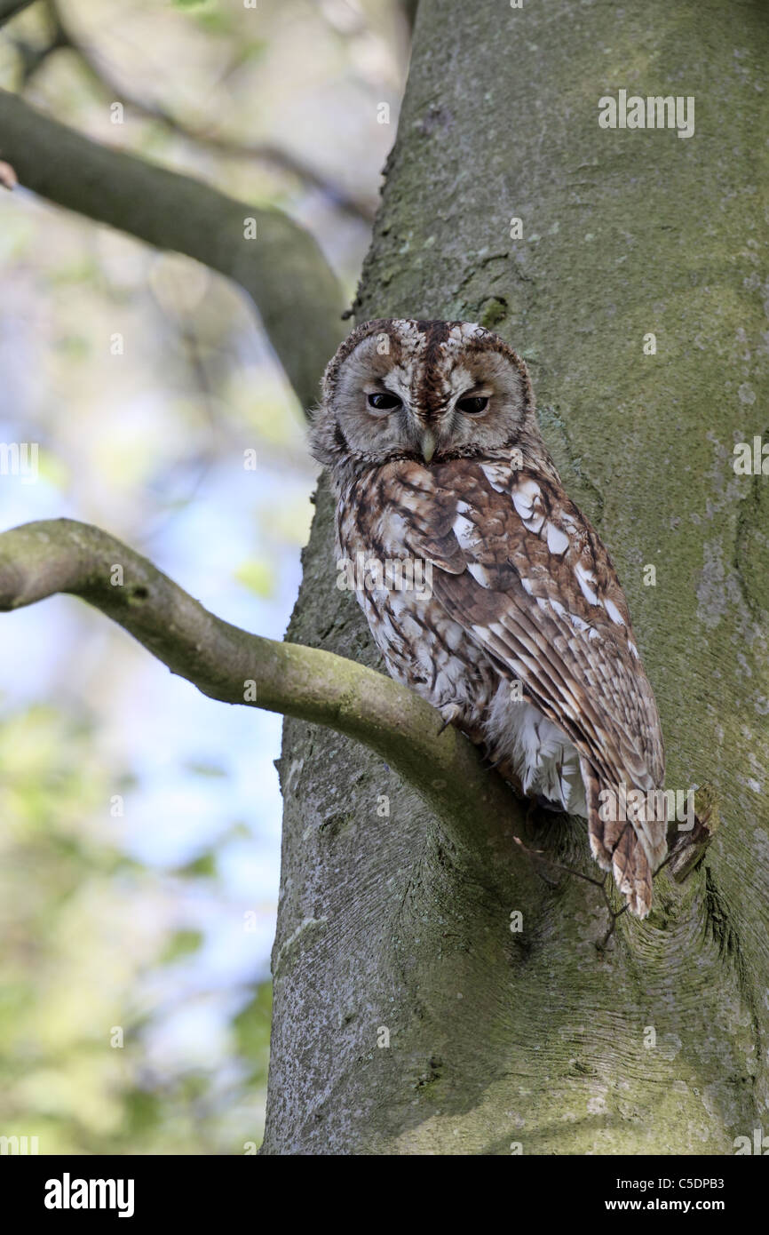 Sentinel bird hi-res stock photography and images - Alamy