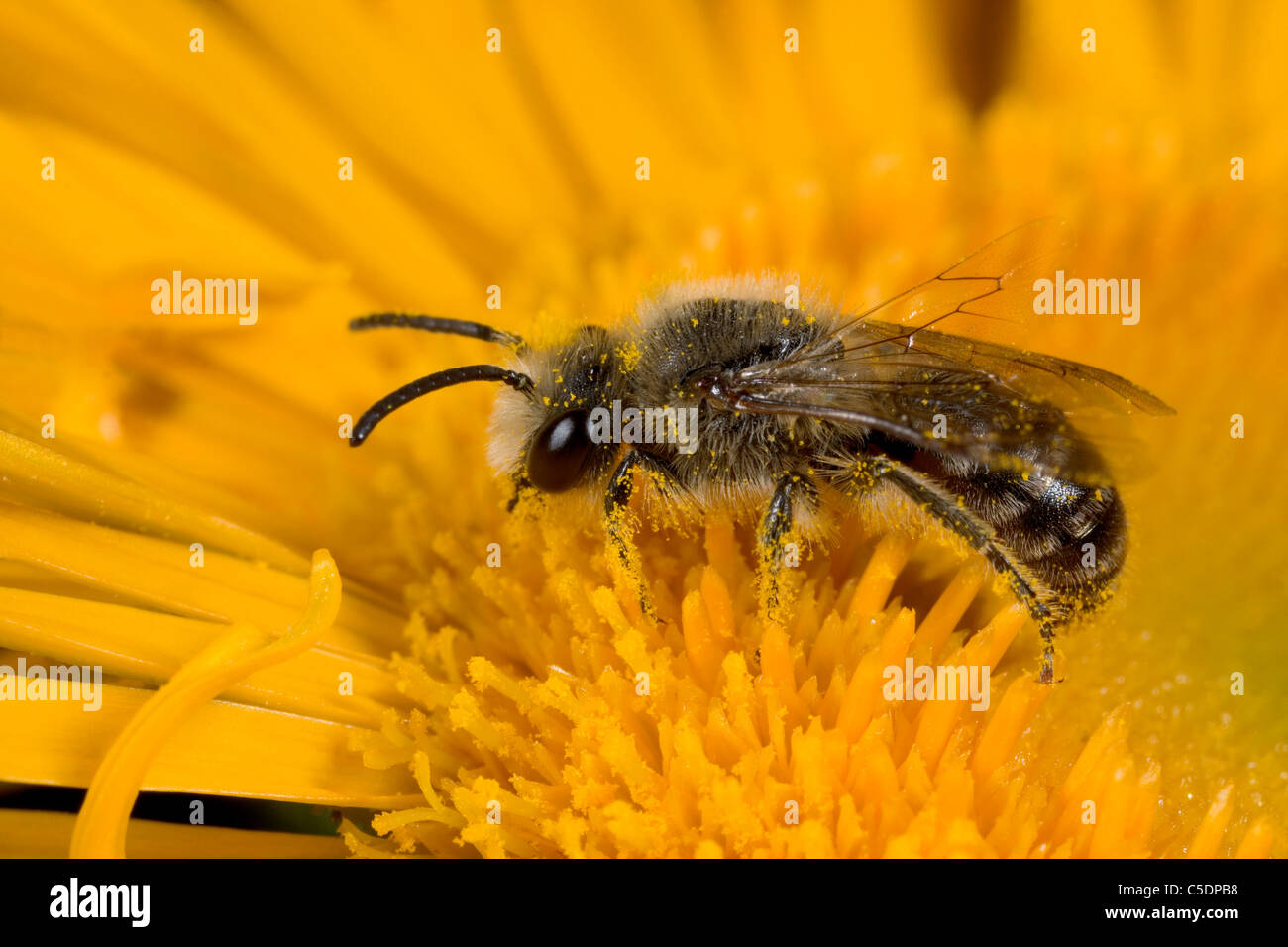 Bee side view hi-res stock photography and images - Alamy