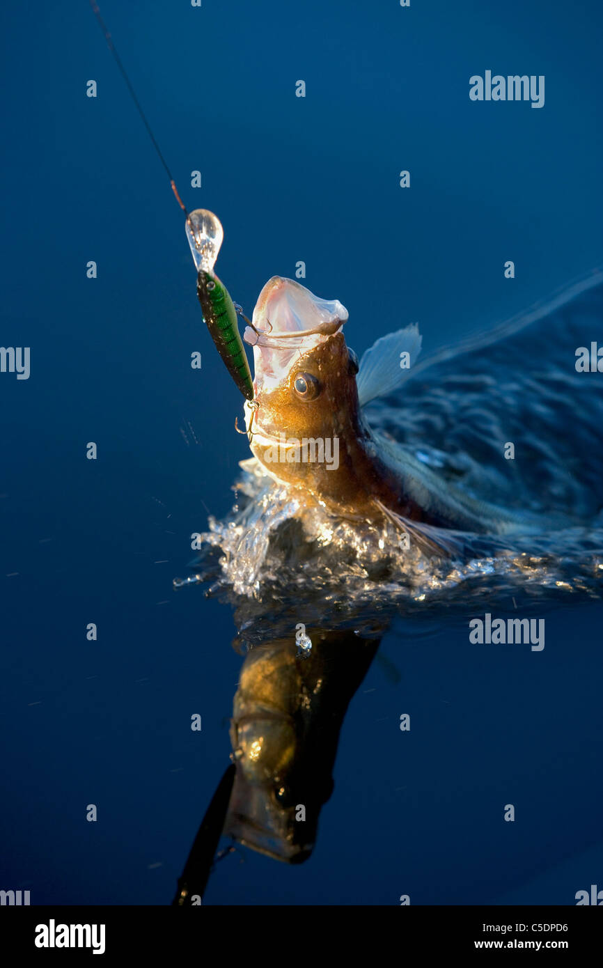 Perch Fish Hook Mouth High Resolution Stock Photography and Images - Alamy