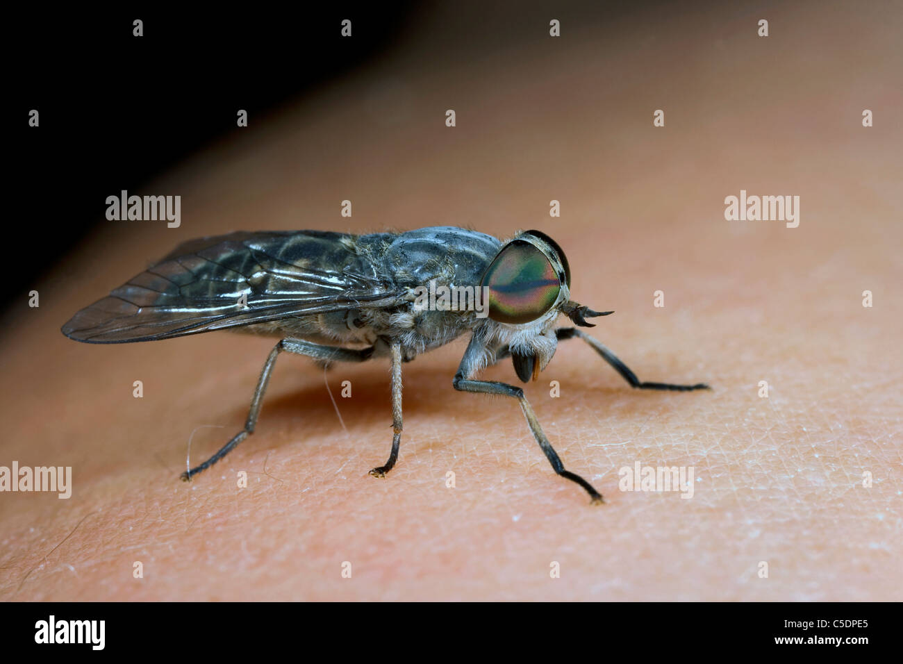 Wings of skin hi-res stock photography and images - Alamy