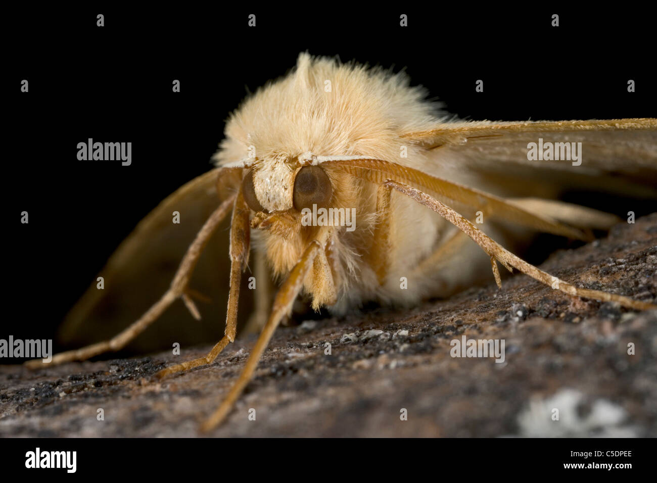 Moth legs hi-res stock photography and images - Alamy
