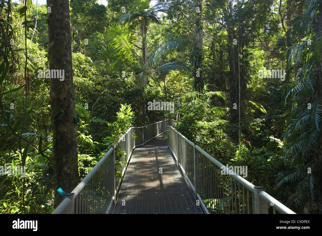 Aerial rainforest canopy walkway, Discovery Centre, Daintree National ...