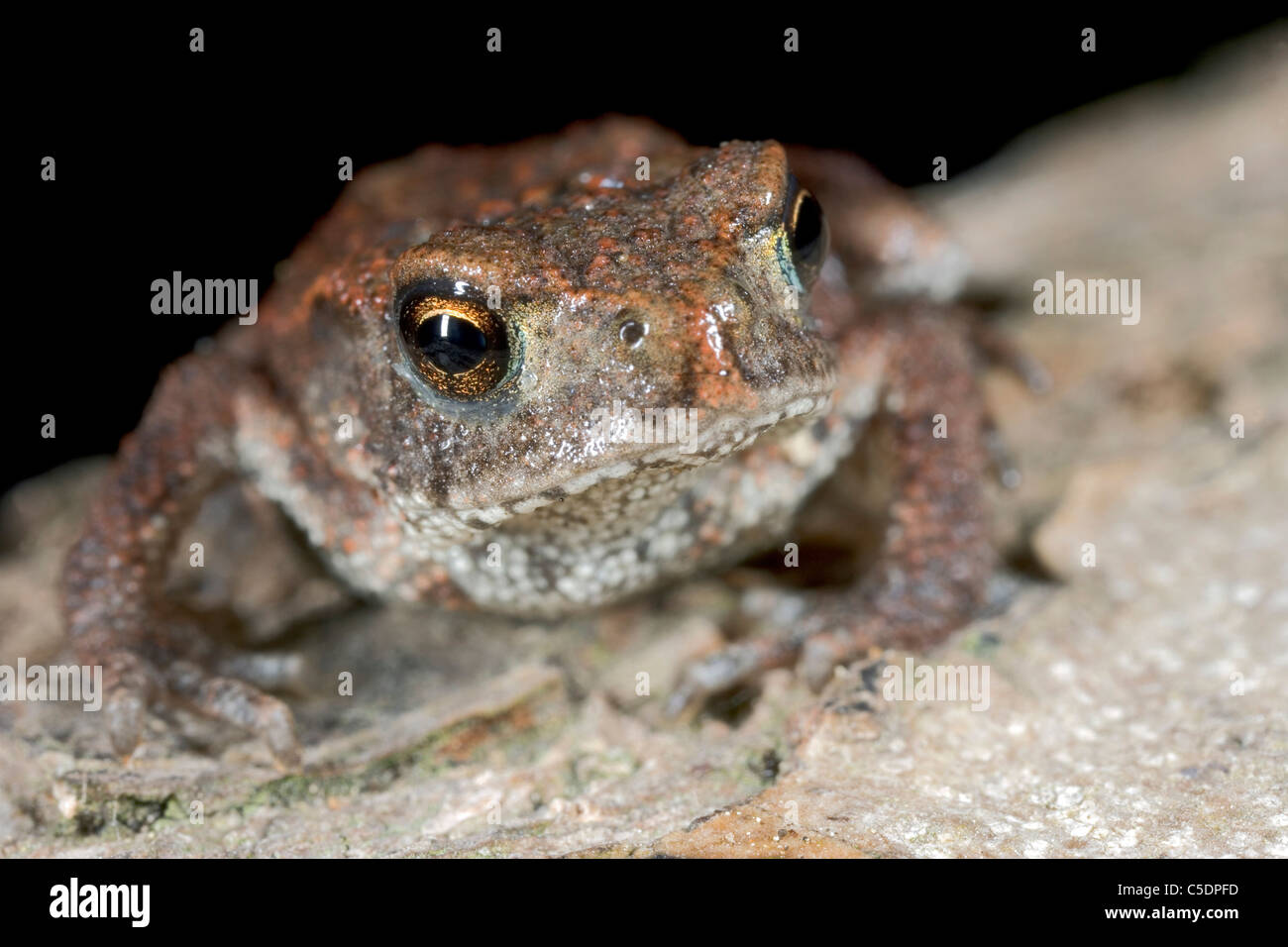 Close up toad hi-res stock photography and images - Alamy