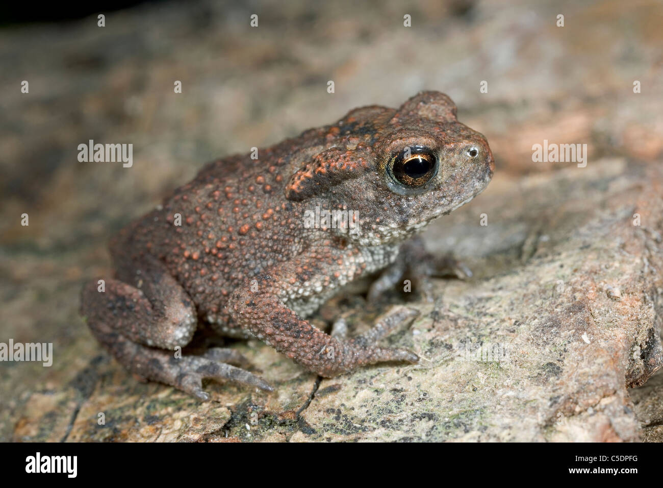 Close up toad hi-res stock photography and images - Alamy