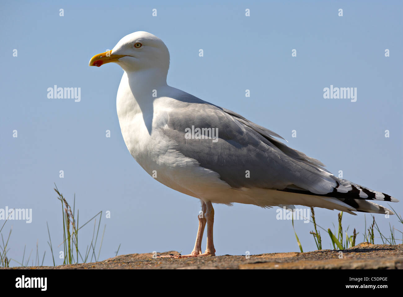 Seagull profile hi-res stock photography and images - Alamy