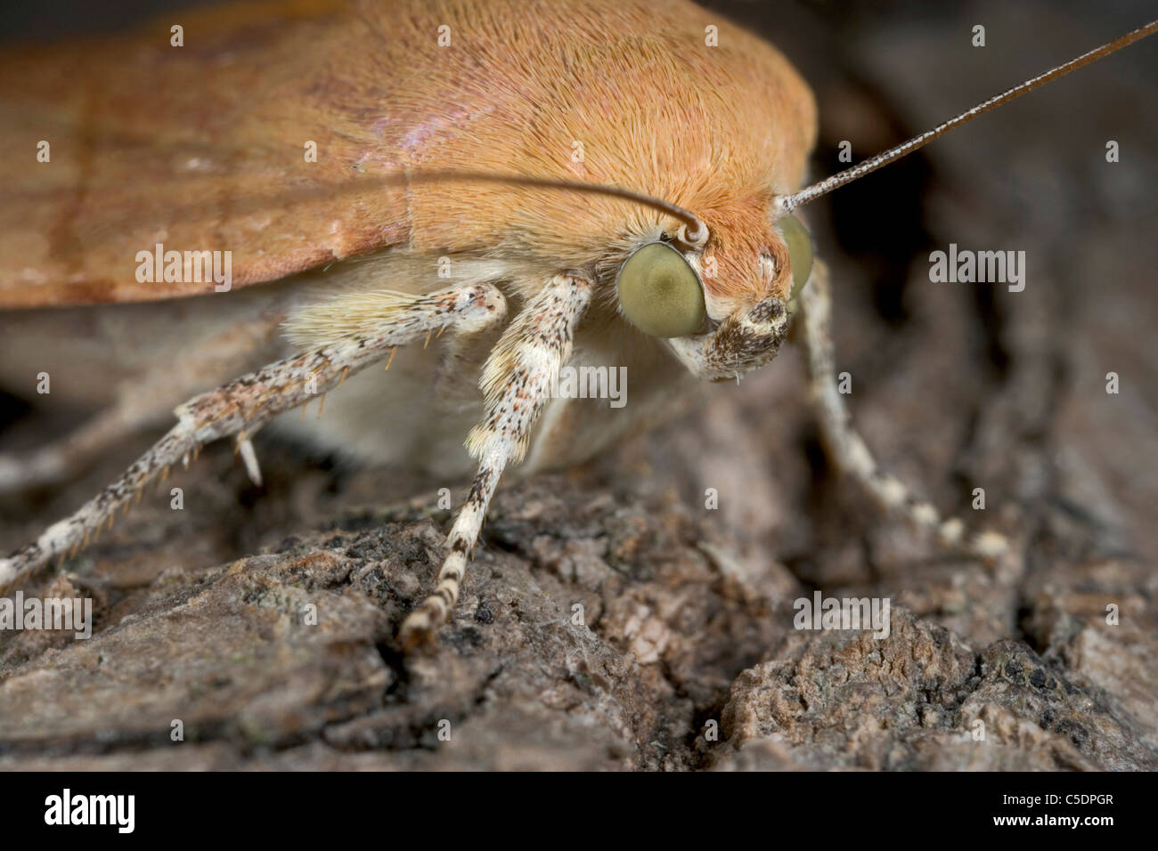 Butterfly side hi-res stock photography and images - Alamy