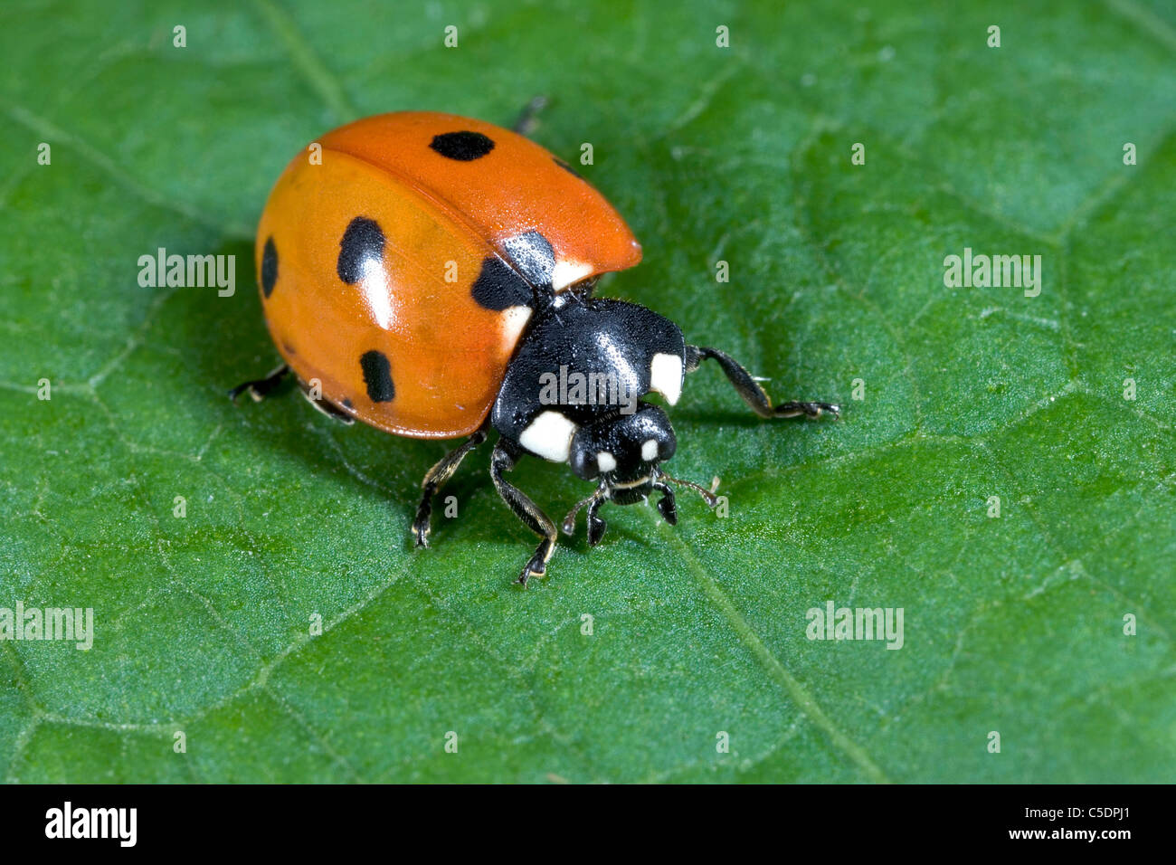 Ladybird on leaf hi-res stock photography and images - Alamy