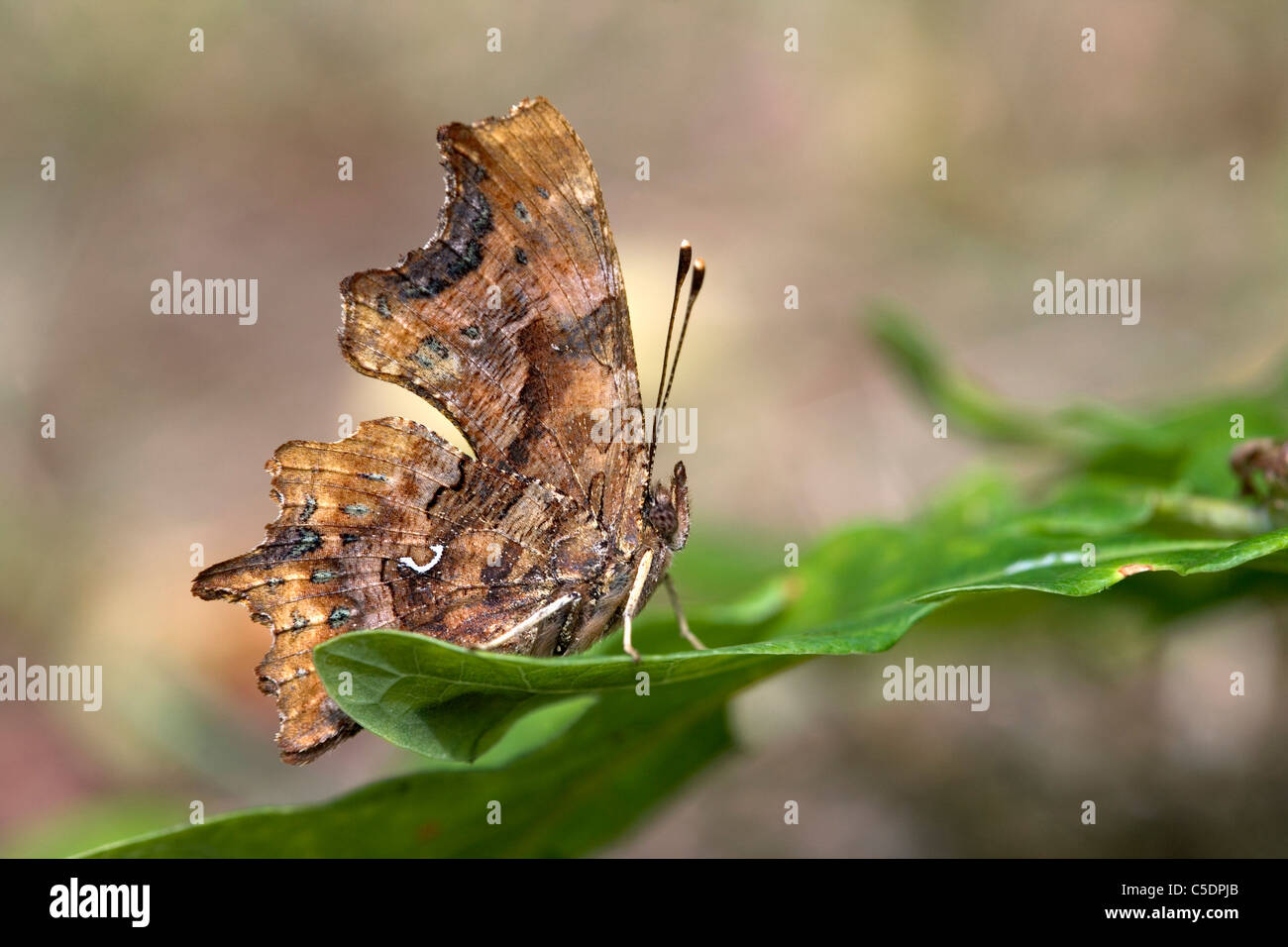Butterfly side hi-res stock photography and images - Alamy